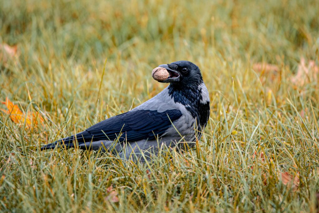 Can Birds Eat Nuts? Lets Crack This Open - All About Birds