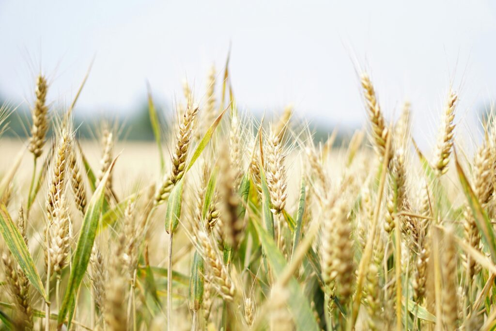 Can Birds Eat Dried Barley? The Ultimate Guide for Bird Lovers - All ...